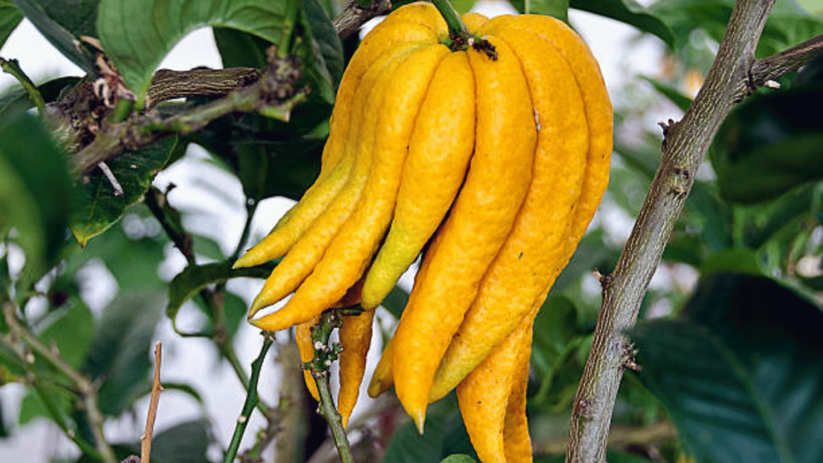 Top 10 Unique Indian Fruits