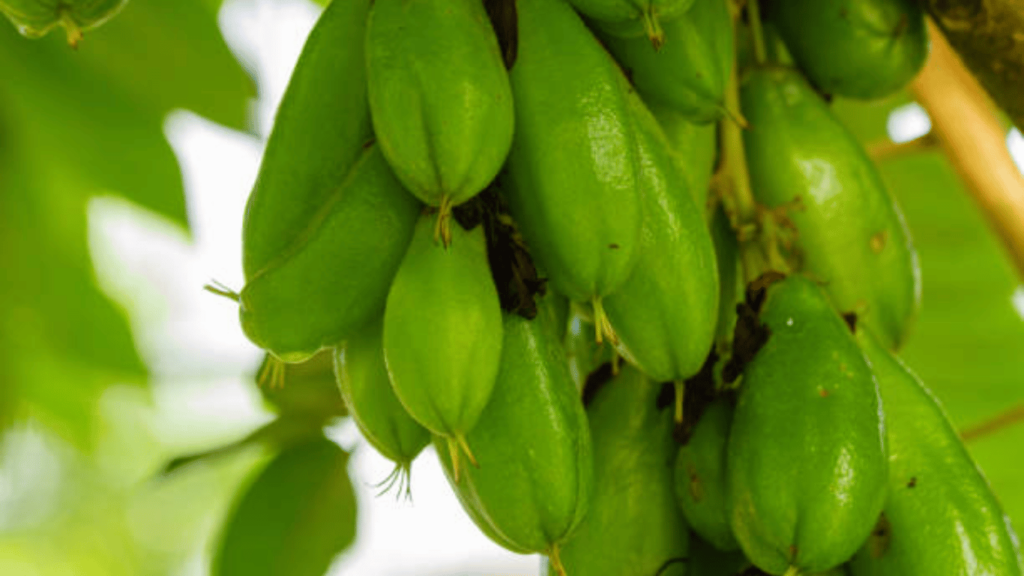 Top 10 Unique Indian Fruits