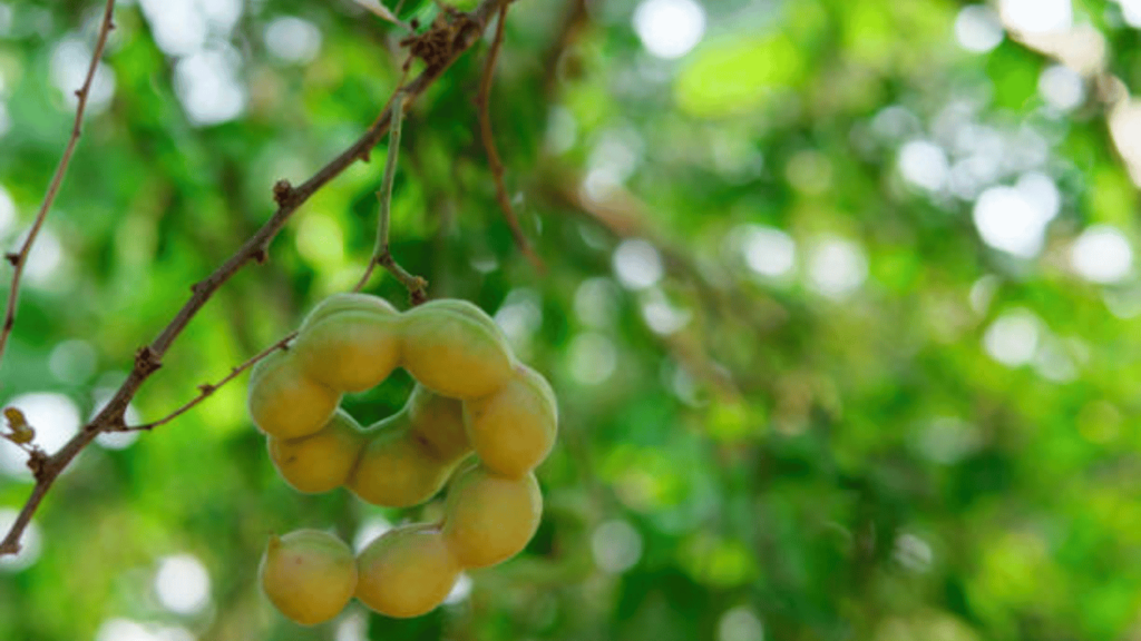 Top 10 Unique Indian Fruits